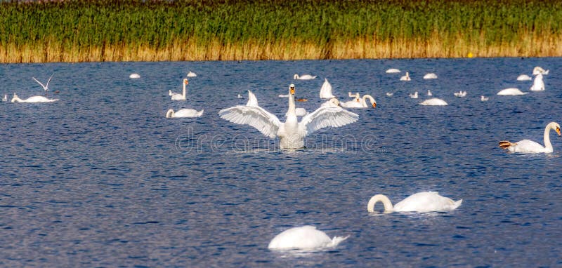 Royal swans with brood stock photo. Image of pond, cygnus - 25589250