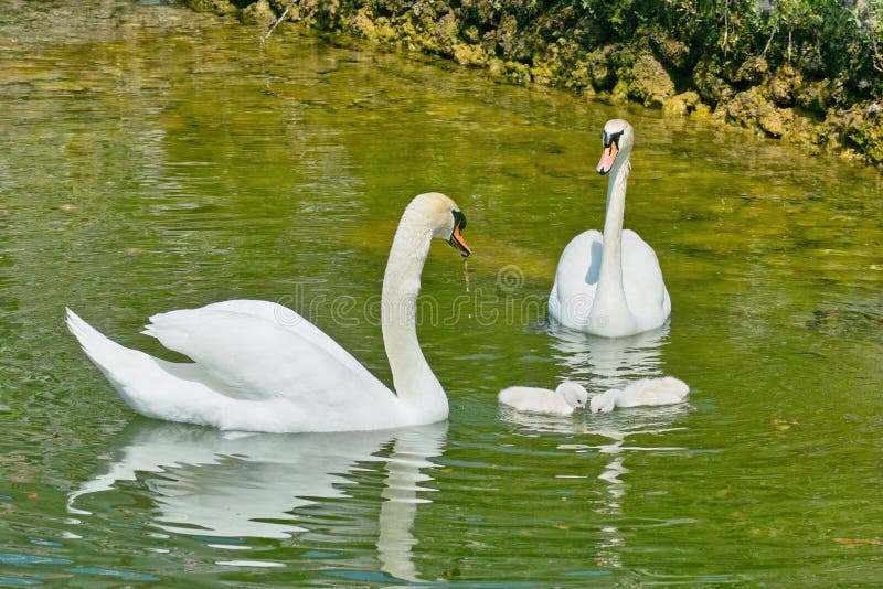 Royal swans with small stock photo. Image of royal, anatidae - 25589216