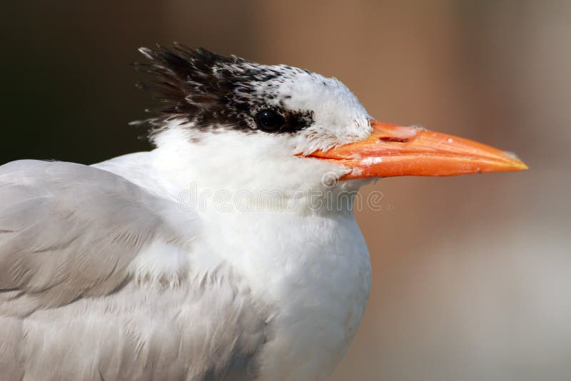 Royal Tern stock image. Image of perching, tern, shore - 12145299