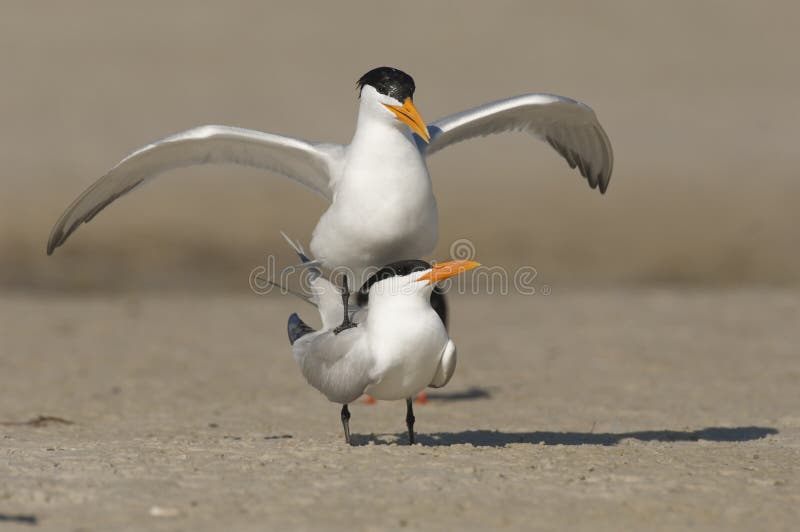 Royal Tern stock image. Image of maxima, tern, terns - 13636597