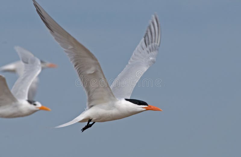 Royal Tern (Thalasseus Maximus Maximus) Stock Photo - Image of feather ...