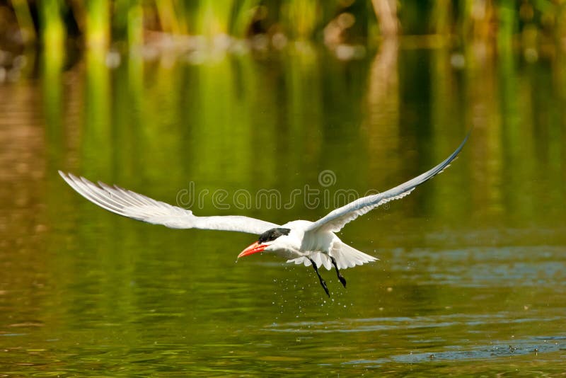 Royal Tern stock image. Image of bill, flying, sterna - 25932561