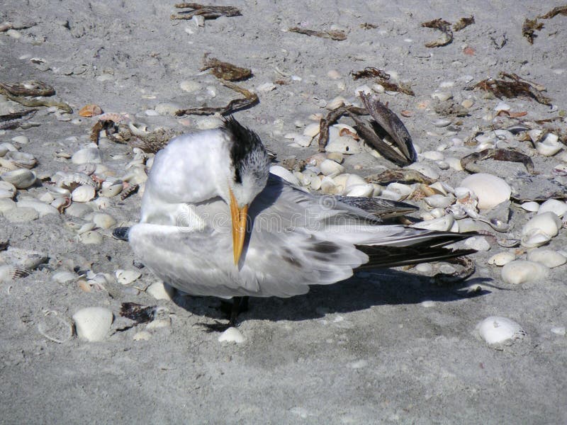 Royal tern stock image. Image of behavior, wildlife, animals - 75031
