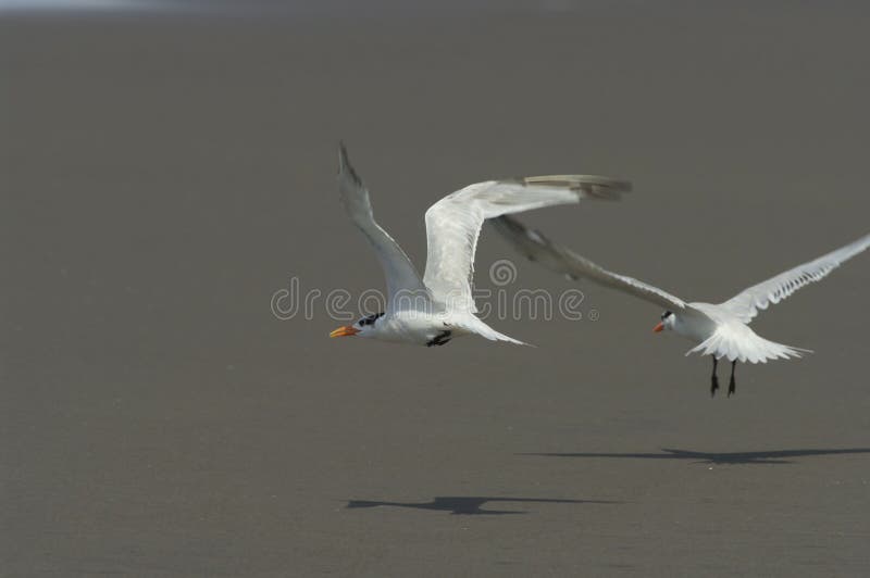 Royal Tern stock image. Image of bird, africa, animal - 60994001