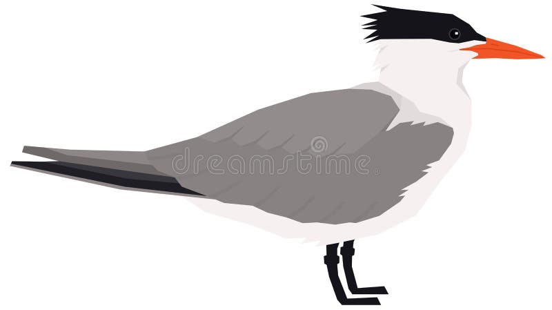 Tern Set Stock Illustrations – 218 Tern Set Stock Illustrations ...