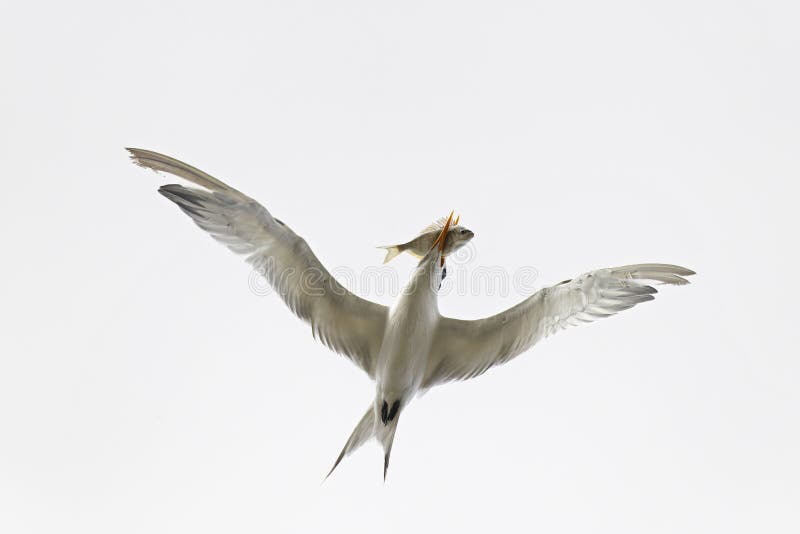 A Royal Tern in Flight with a Fish in Its Beak. Stock Image - Image of ...
