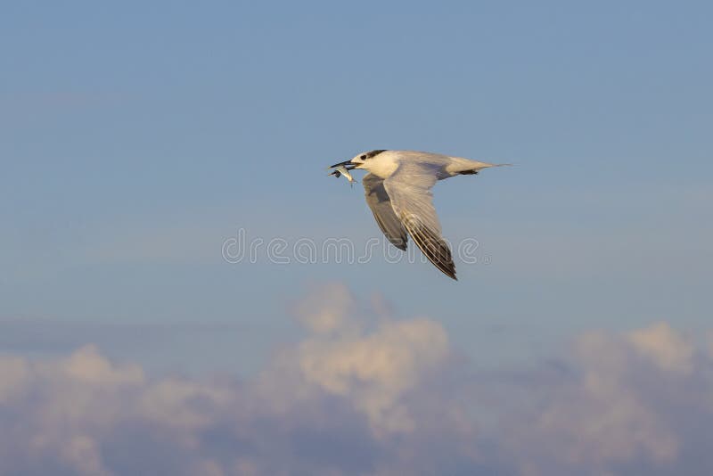 Royal Tern in Flight with Fish Over a Blue Sky Stock Photo - Image of ...