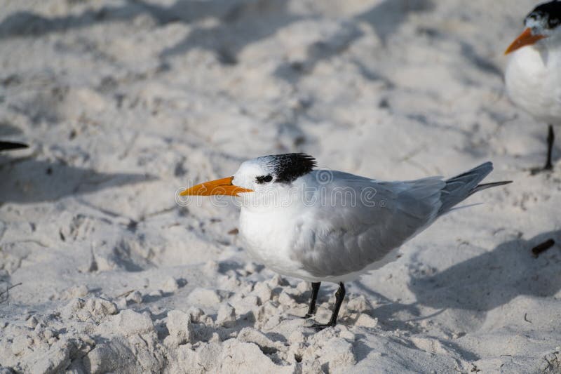 Royal Tern on the Florida Beach Stock Photo - Image of animal, winter ...