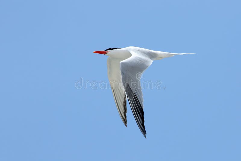 Royal Tern Flying with a Blue Sky Stock Image - Image of bird ...