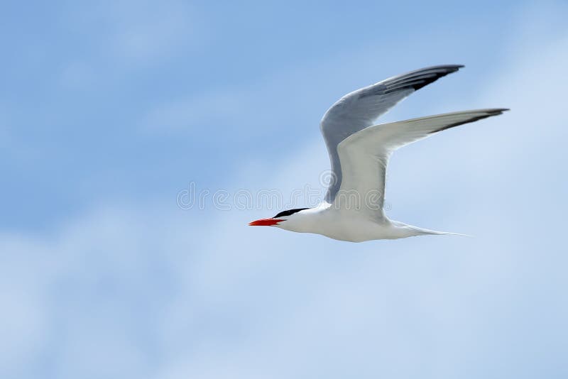 Royal Tern Flying with a Blue Sky Stock Image - Image of bird, soaring ...