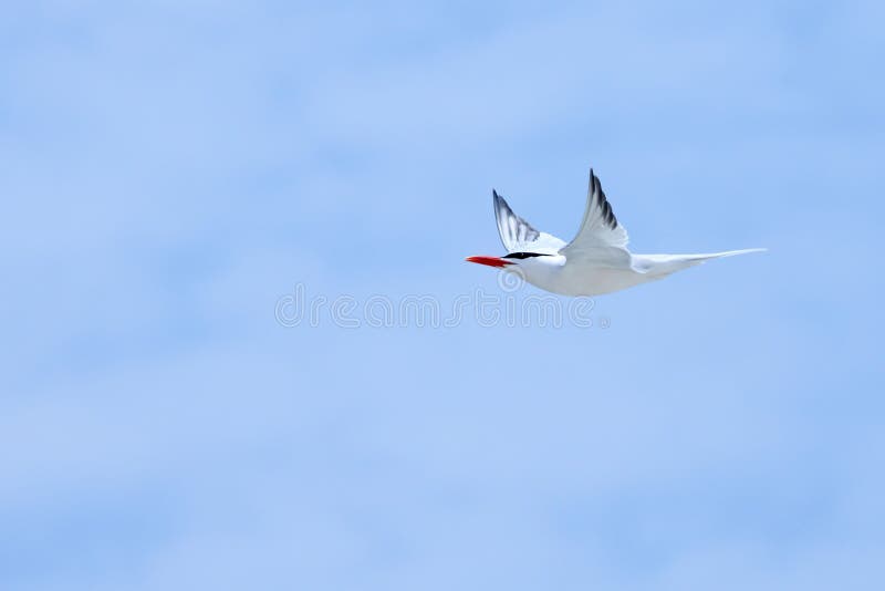 Royal Tern Flying with a Blue Sky Stock Photo - Image of royal, nature ...