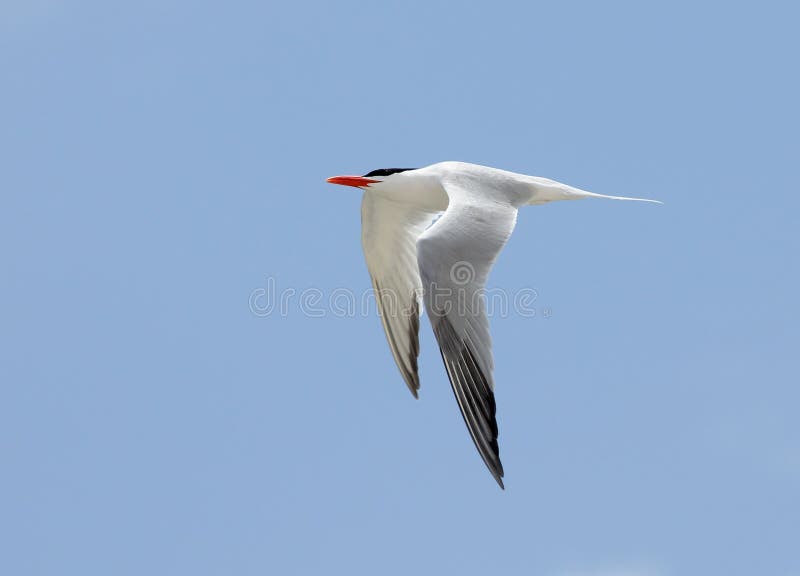 Royal Tern Flying with a Blue Sky Stock Photo - Image of seabird ...