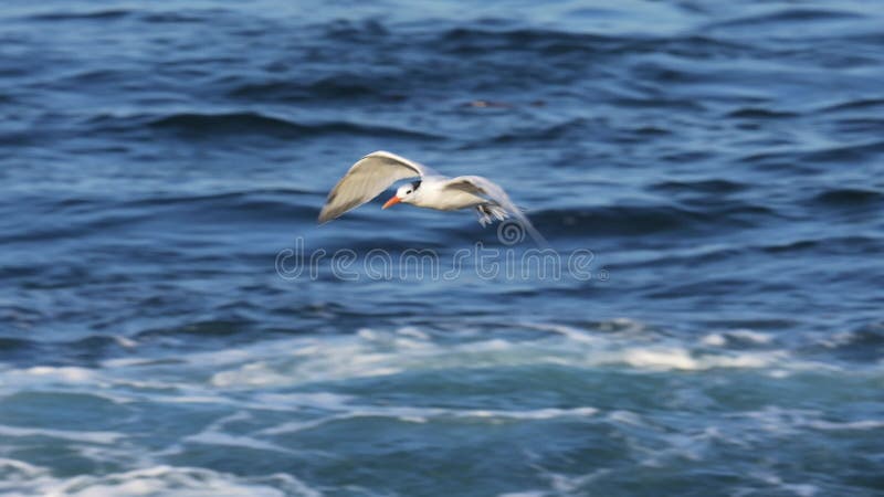 Royal Tern Flying Over the Ocean at La Jolla Cove Stock Footage - Video ...