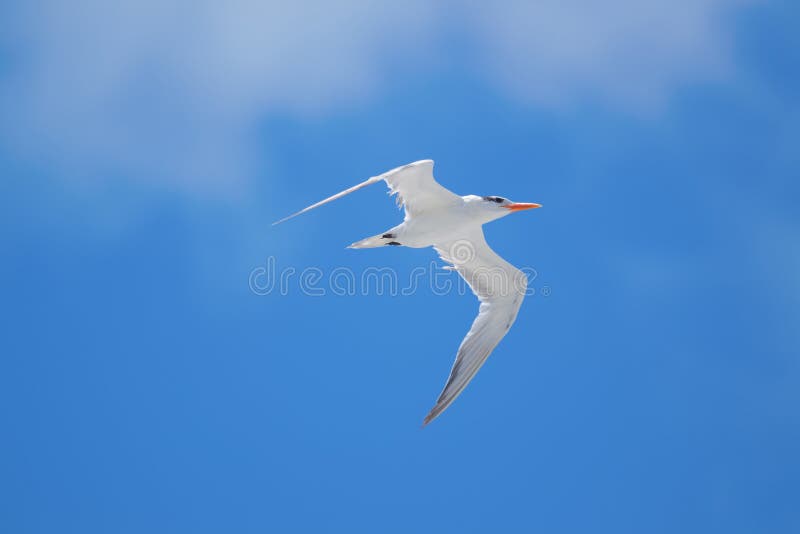 Royal Tern Flying stock photo. Image of flying, nature - 30947712