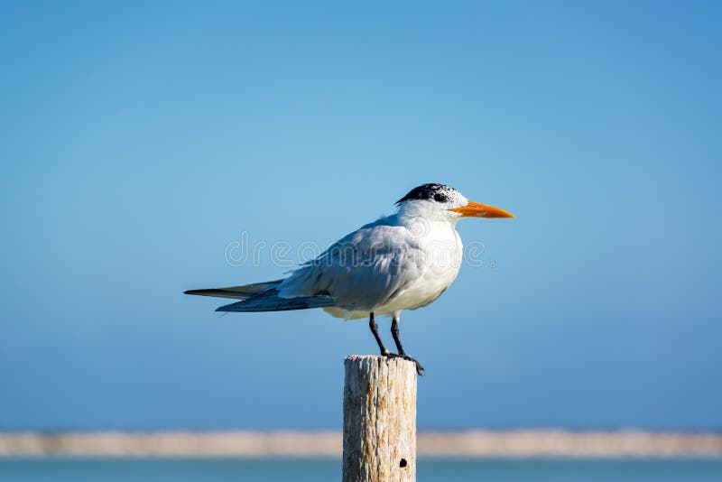 Royal Tern on a Post stock photo. Image of tern, yucatan - 90818018