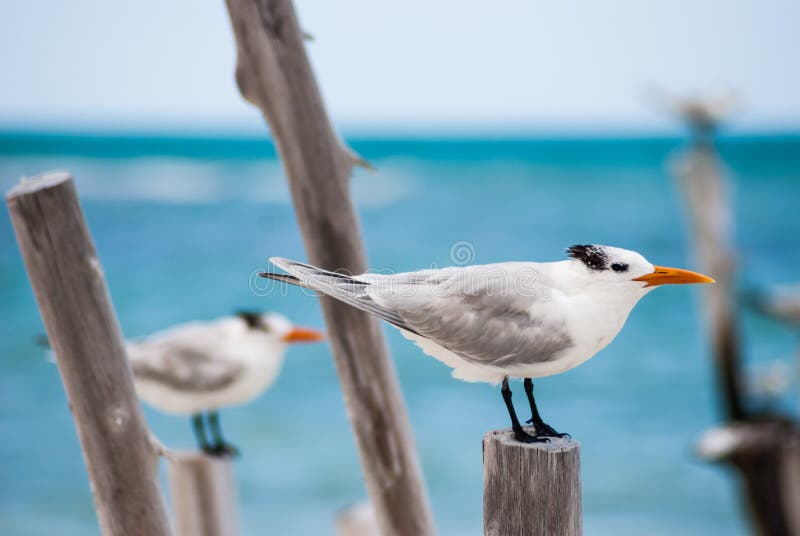 Royal Tern stock image. Image of tern, orange, royal - 54601071