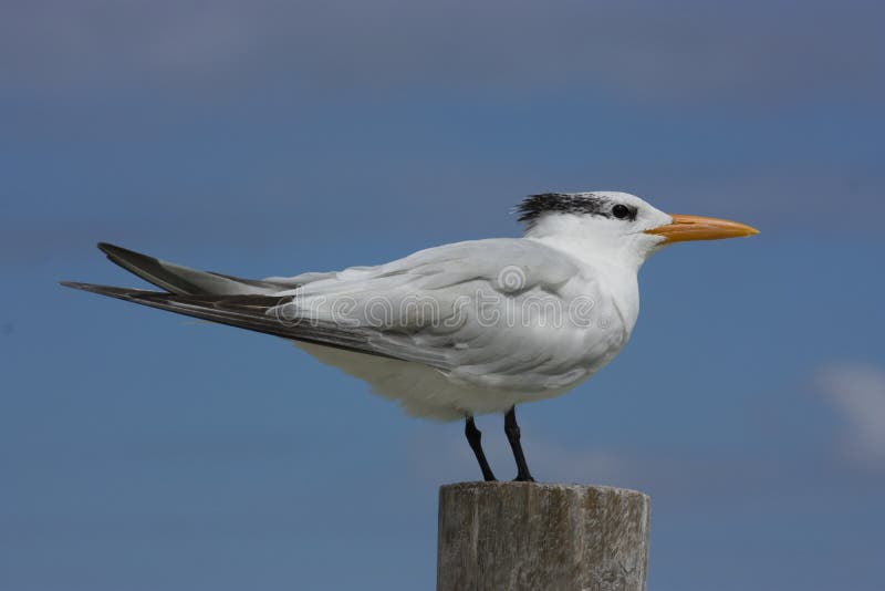 Royal Tern stock photo. Image of wildlife, royal, post - 36673468