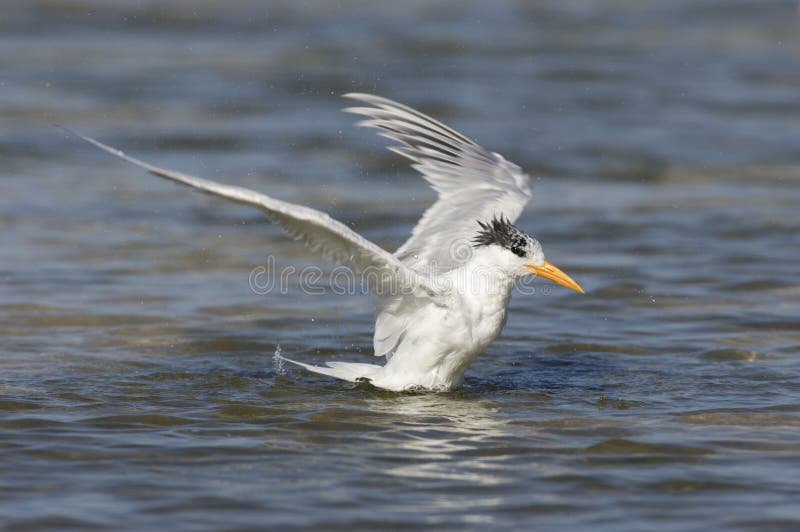 Royal Tern, Sterna maxima stock photo. Image of bird - 18420054