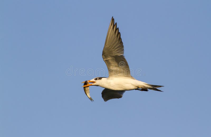 Royal Tern (Sterna Maxima) Flying with a Fish Stock Image - Image of ...