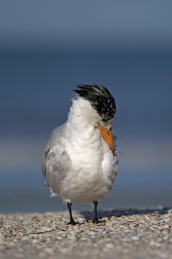 Royal Tern (Sterna Maxima) Standing on a Beach. Stock Image - Image of ...