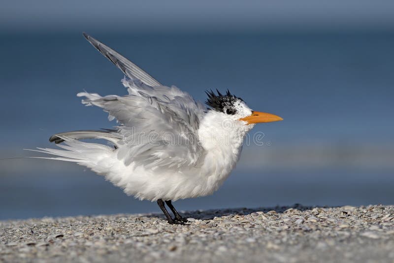 Royal Tern (Sterna Maxima) Standing on a Beach. Stock Image - Image of ...