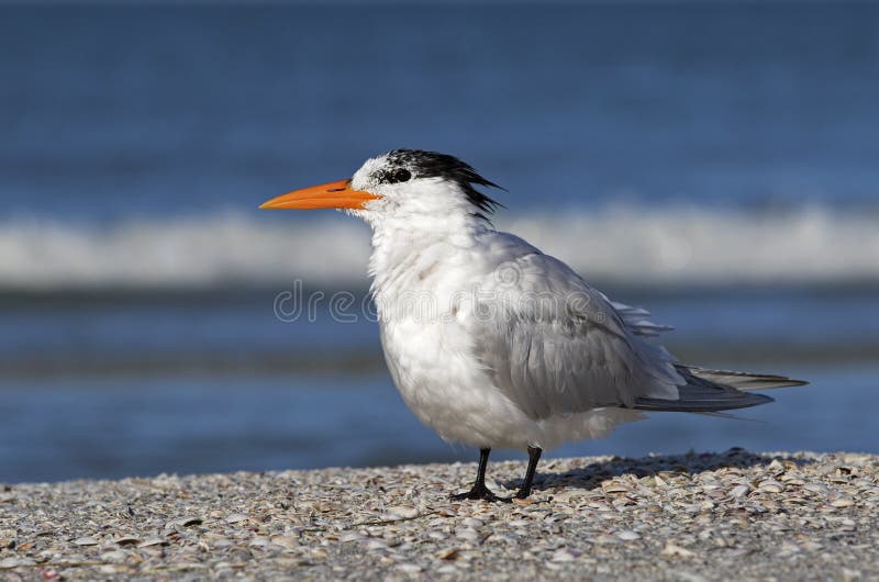 Royal Tern (Sterna Maxima) Standing on a Beach. Stock Image - Image of ...