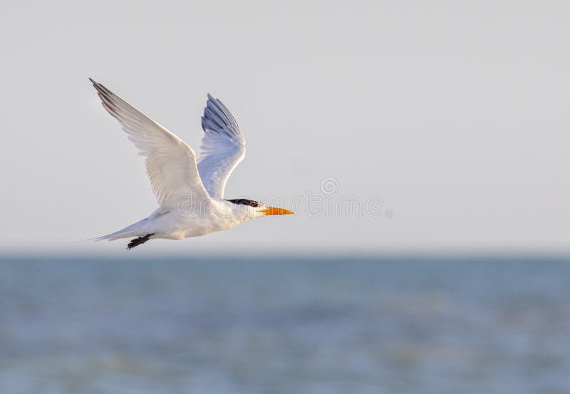 Royal Tern Wingspan, in Flight Stock Photo - Image of animals, flight ...