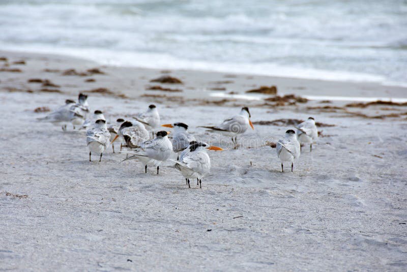 Royal Terns on Florida Beach Stock Image - Image of bird, flock: 88002767