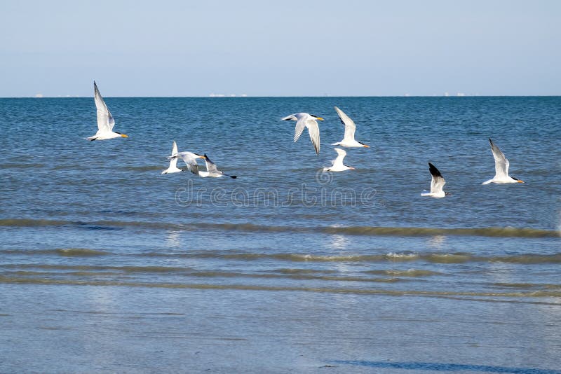 Gulls in flight stock image. Image of gulls, farm, flying - 46001437
