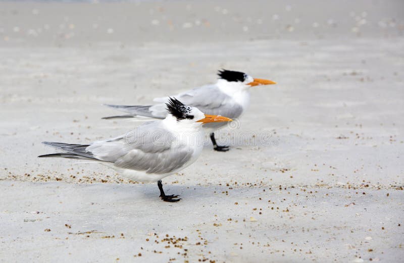 Royal Terns (Sterna Maxima) Stock Photo - Image of wind, waves: 33115380