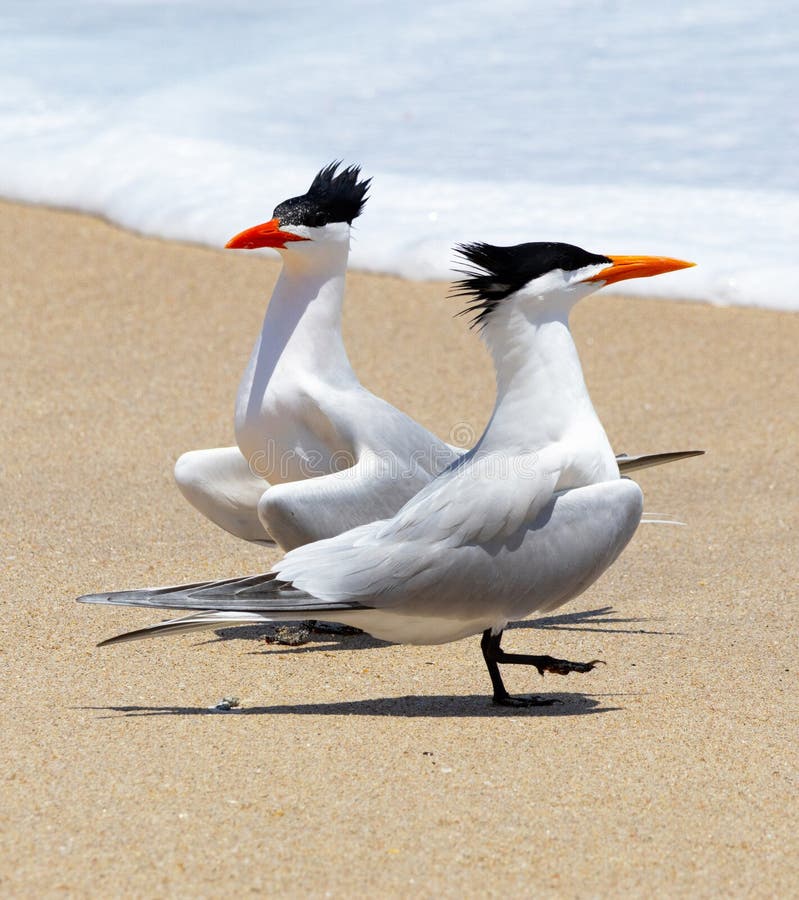 Two Royal Terns on the Shore at Tybee Island Stock Photo - Image of ...