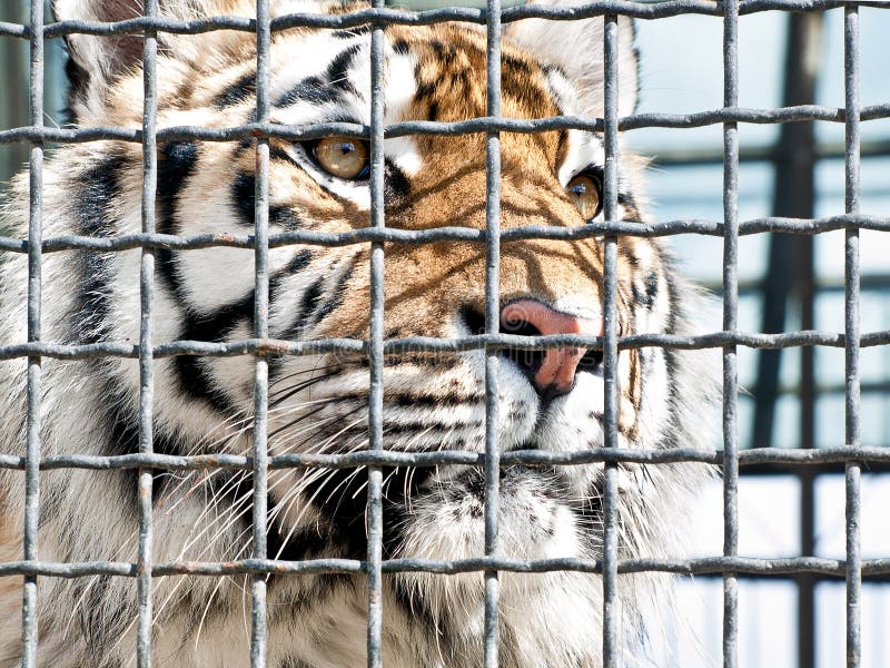 Tiger stock image. Image of frightful, dangerous, front - 15694053