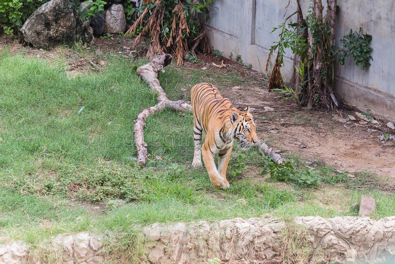 Royal tiger stock photo. Image of leopard, royal, nature - 96317548