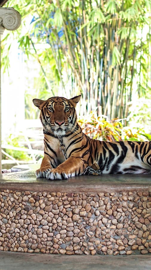 Royal tiger stock photo. Image of mammal, look, color - 45551924