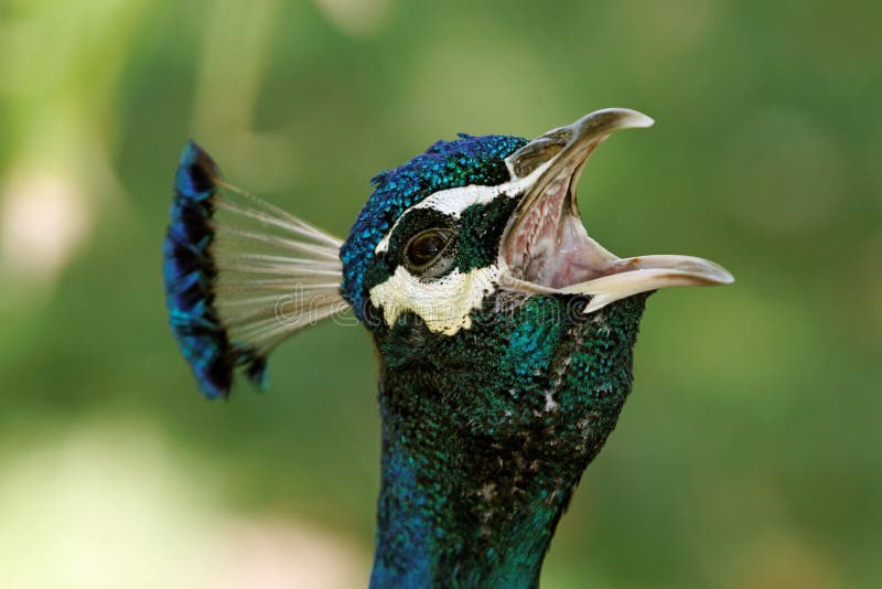 Royal turkey stock photo. Image of bird, head, plumage - 15193202