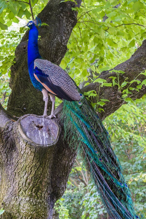 Royal turkey stock image. Image of tree, colored, animal - 72822331