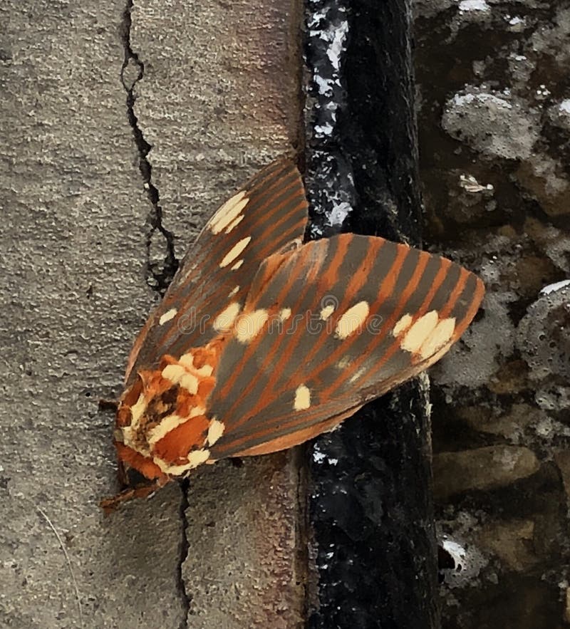 Royal Walnut Moth Stock Photos - Free & Royalty-Free Stock Photos from ...