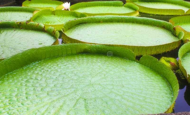 Royal Water Lilies of Victoria Amazonica Stock Image - Image of float ...