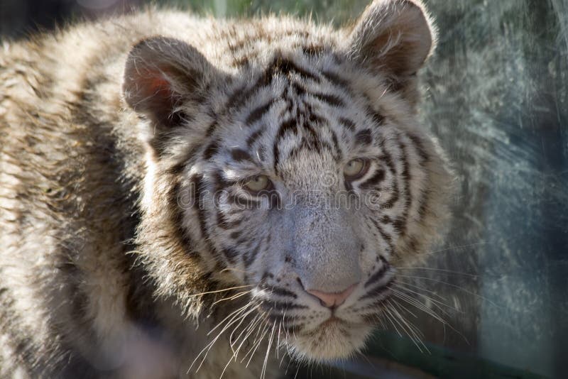 Royal White Bengal Tiger Cub Face Shot Stock Image - Image of look ...