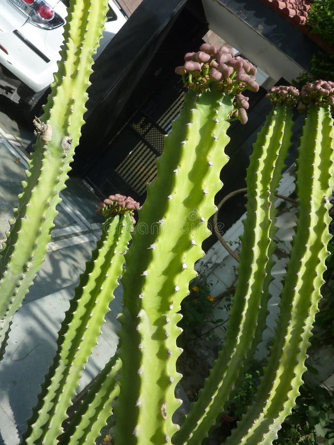 Royleana Dell'euforbia, Danda Thor Fotografia Stock - Immagine di ...