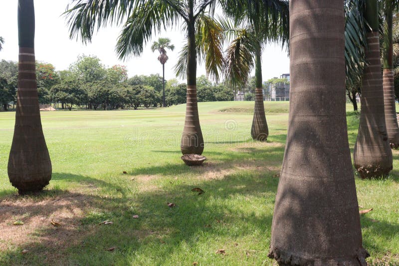 Roystonea Regia Tree on Field Stock Image - Image of tree, climate ...