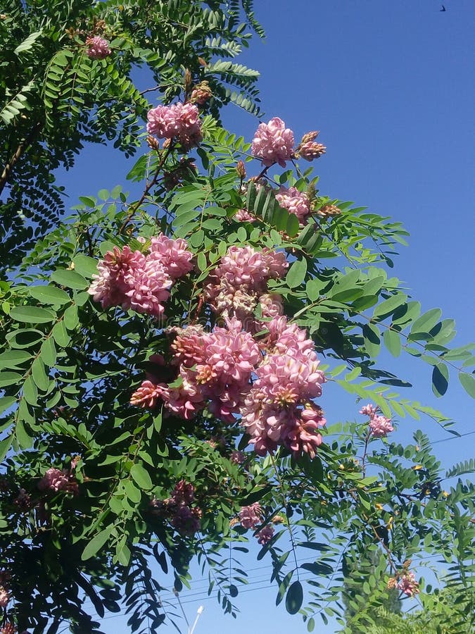 Pink Acacacia Flower Closeup Robinia Pseudoacacacia Acacia Tree Bloom ...