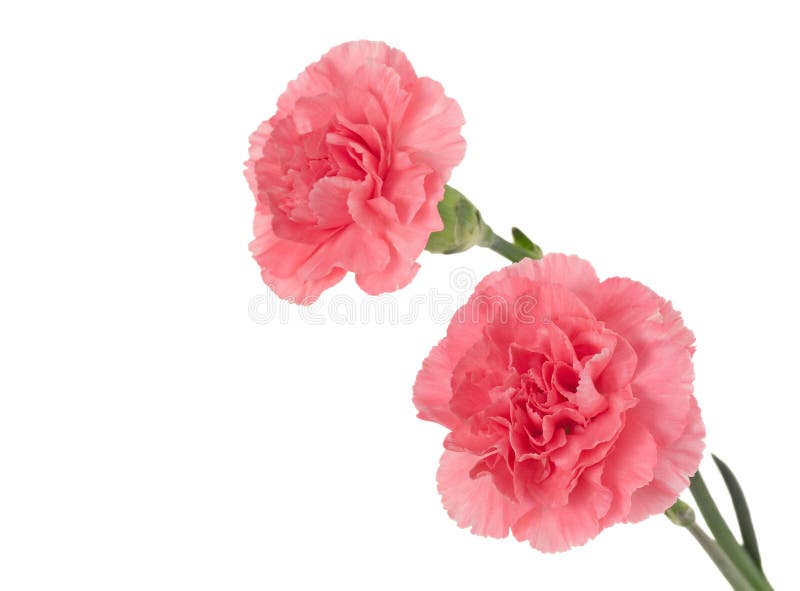 Roze Anjer stock afbeelding. Image of bloemblaadjes, geïsoleerd - 12558513