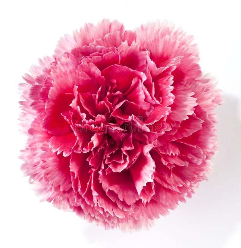 Anjer stock foto. Image of bloem, vers, blad, schoonheid - 194551614