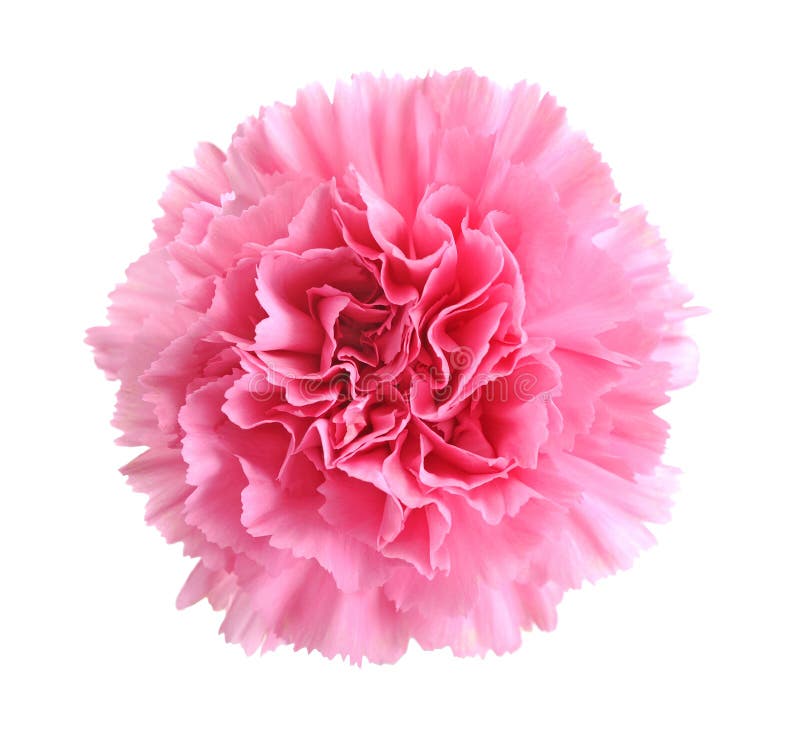 Roze anjer stock afbeelding. Image of roze, viering, achtergrond - 31196707