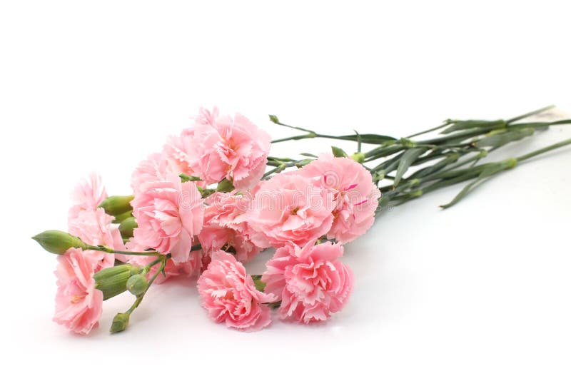 Roze anjer stock foto. Image of moeder, patroon, achtergrond - 40238282