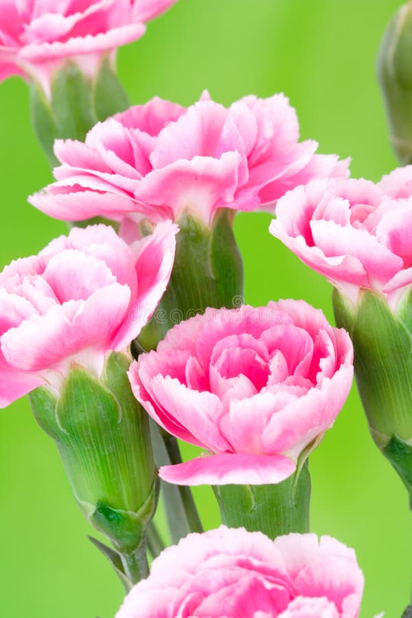 Roze anjer stock afbeelding. Image of anjer, roze, macro - 4865569