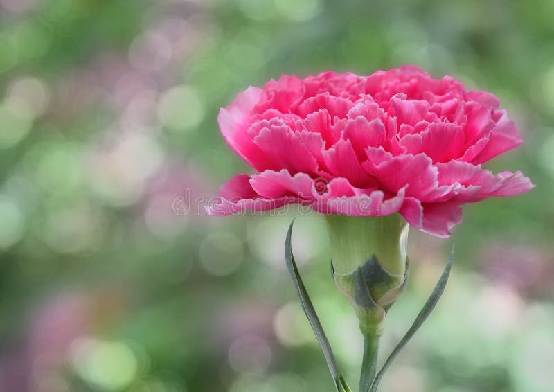 Roze anjer stock afbeelding. Image of cadeau, overeenkomst - 76635639