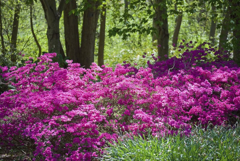 Roze Azalea's stock afbeelding. Image of bloei, lente - 15140179