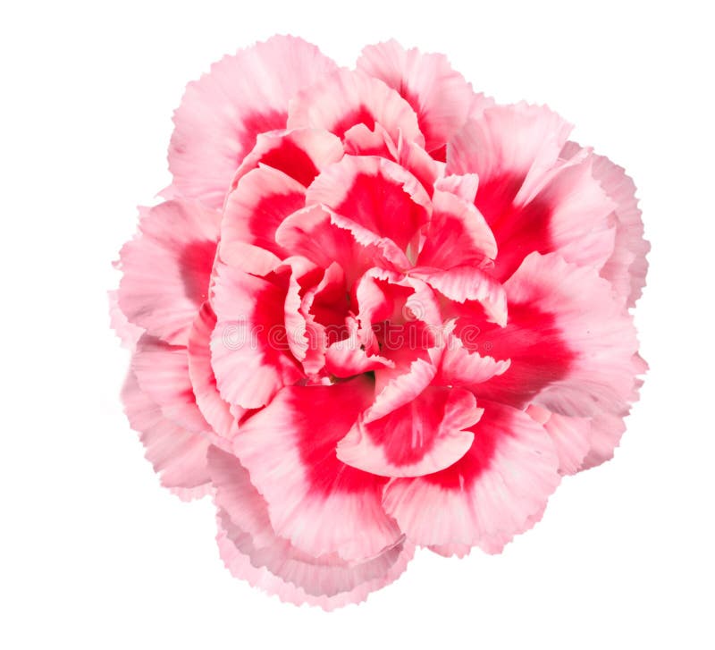 Roze bloem van anjer stock afbeelding. Image of voorwerp - 24540437
